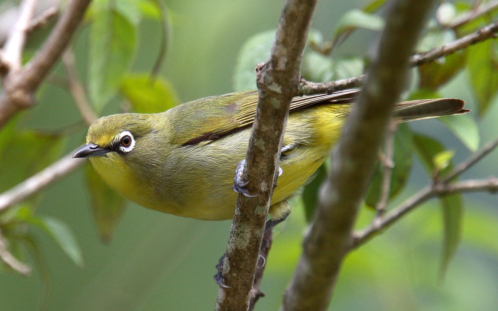 Cape White-eye (Zosterops virens) | Birdingplaces