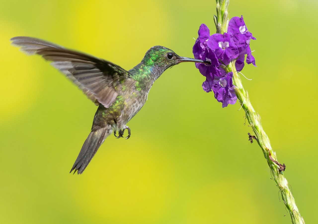 Charming Hummingbird (Amazilia decora) | Birdingplaces