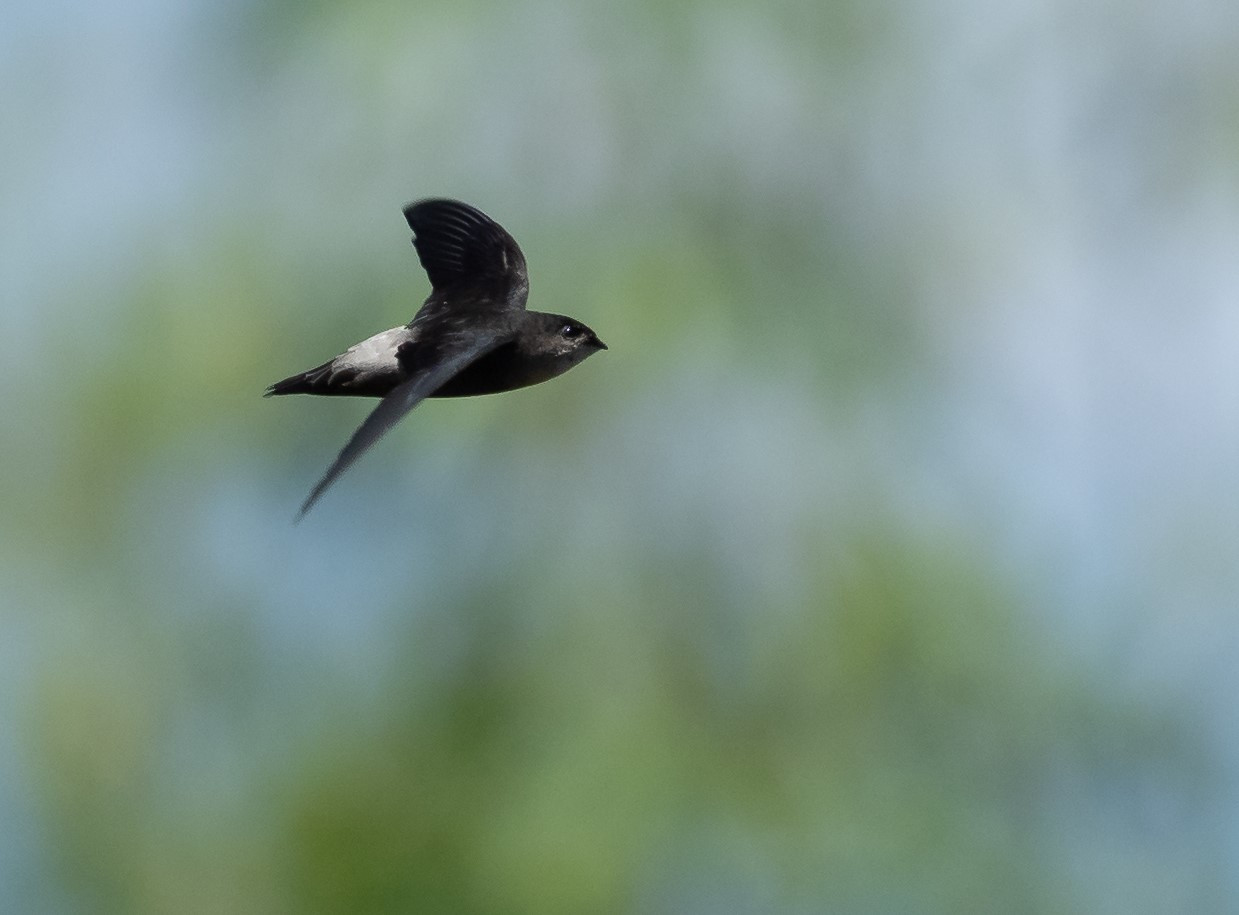 Costa Rican Swift (Chaetura fumosa) | Birdingplaces
