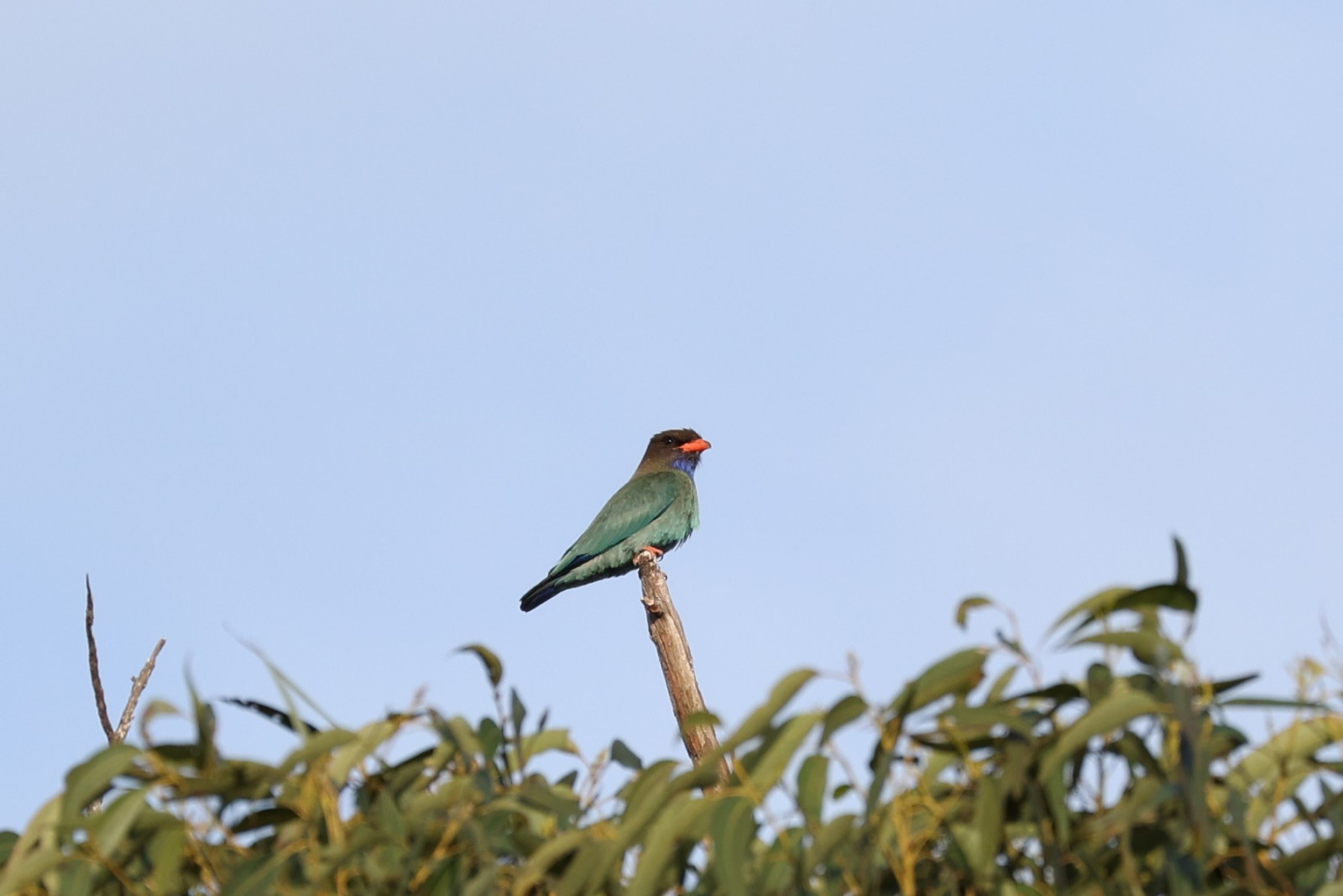 Dollarbird (Eurystomus orientalis) | Birdingplaces