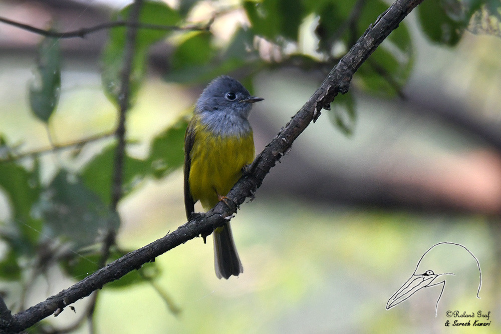 Gray-headed Canary-Flycatcher (Culicicapa ceylonensis) | Birdingplaces