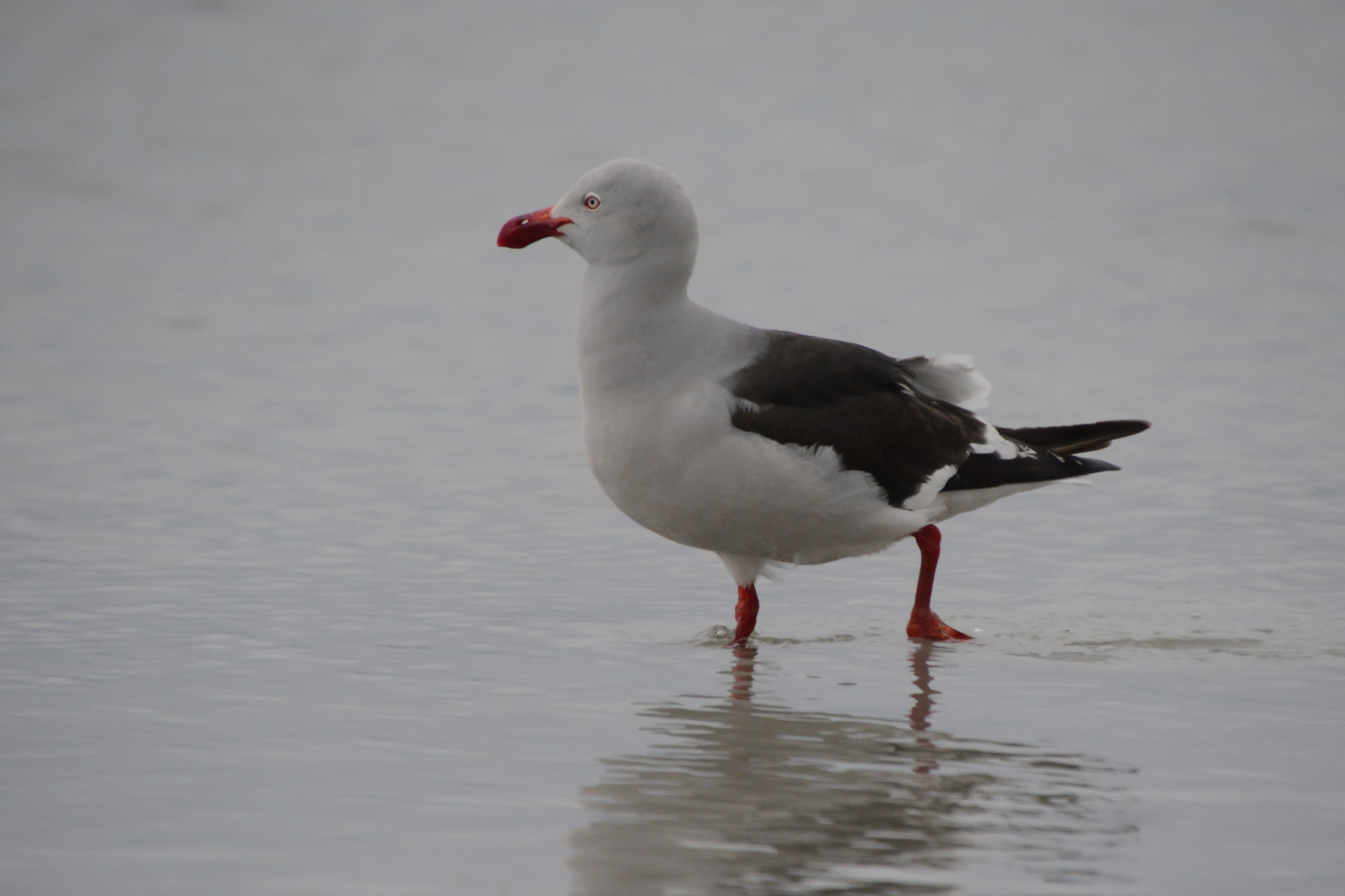 Dolphin Gull (Leucophaeus scoresbii) | Birdingplaces