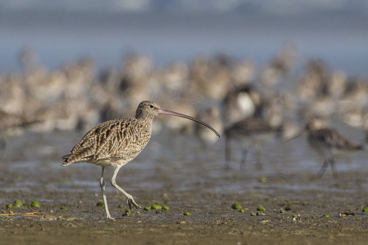 Broome Bird Observatory | Birdingplaces