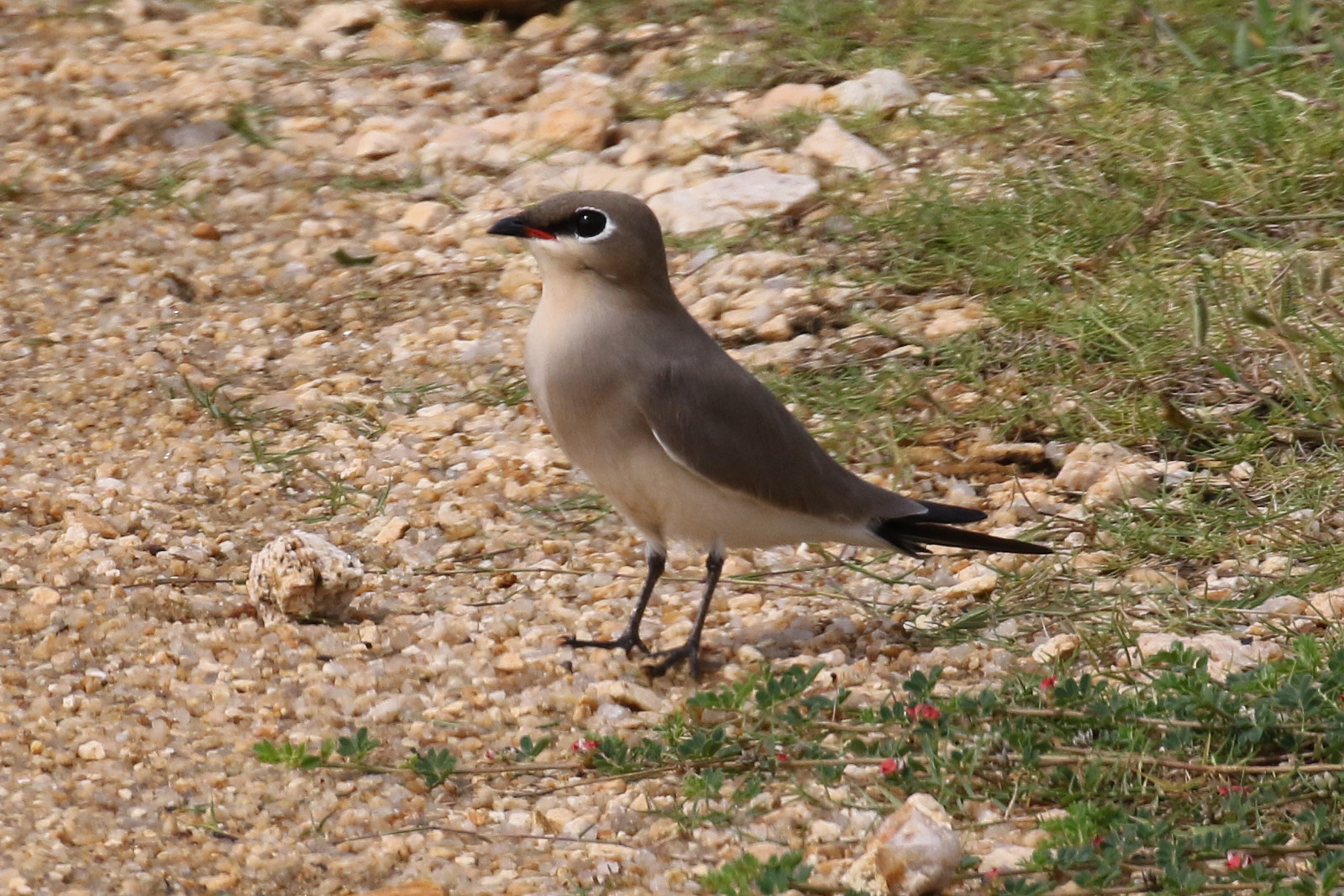 Little Pratincole (Glareola lactea) | Birdingplaces