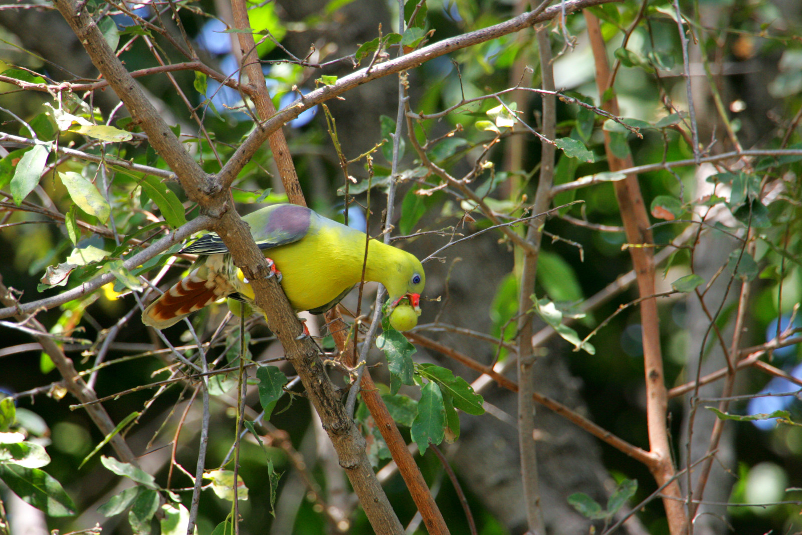 African Green-Pigeon (Treron calvus) | Birdingplaces