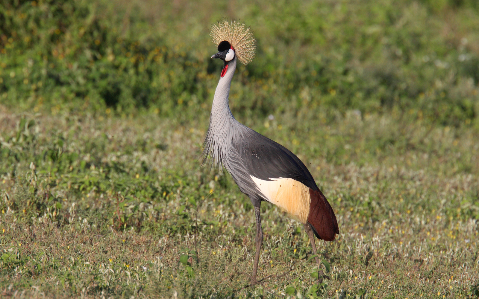 Bushara Island | Birdingplaces