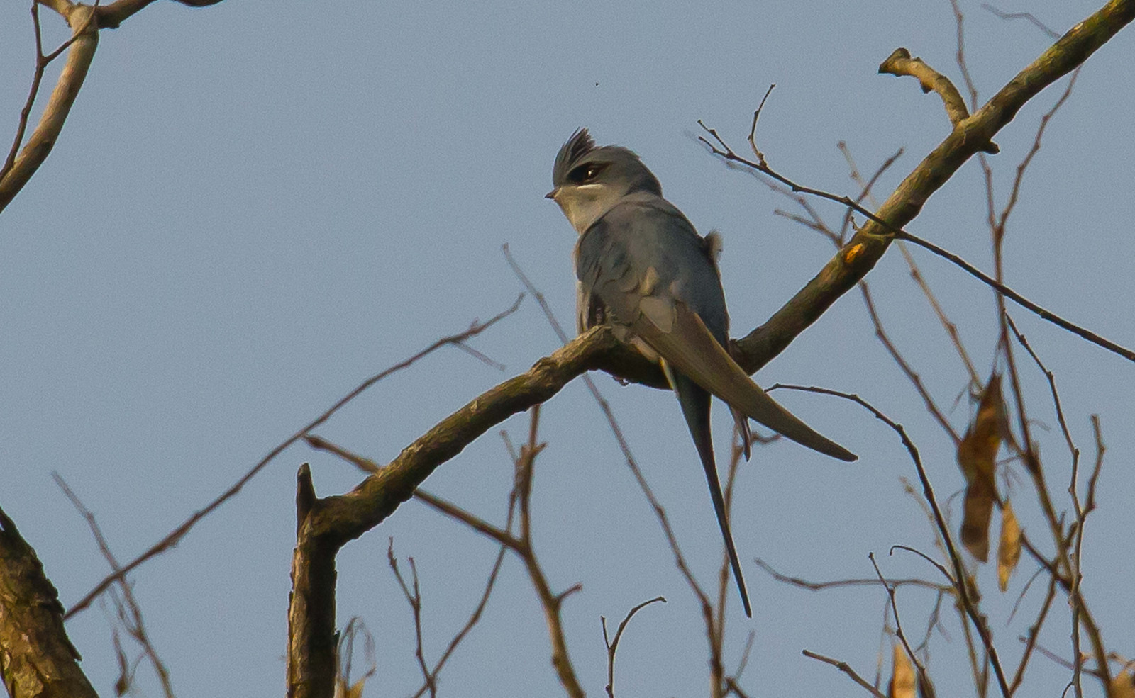 Crested Treeswift (Hemiprocne coronata) | Birdingplaces