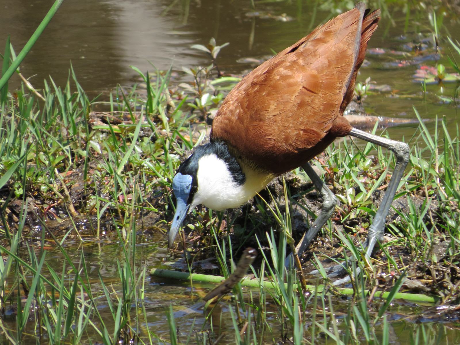 African Jacana (Actophilornis africanus) | Birdingplaces