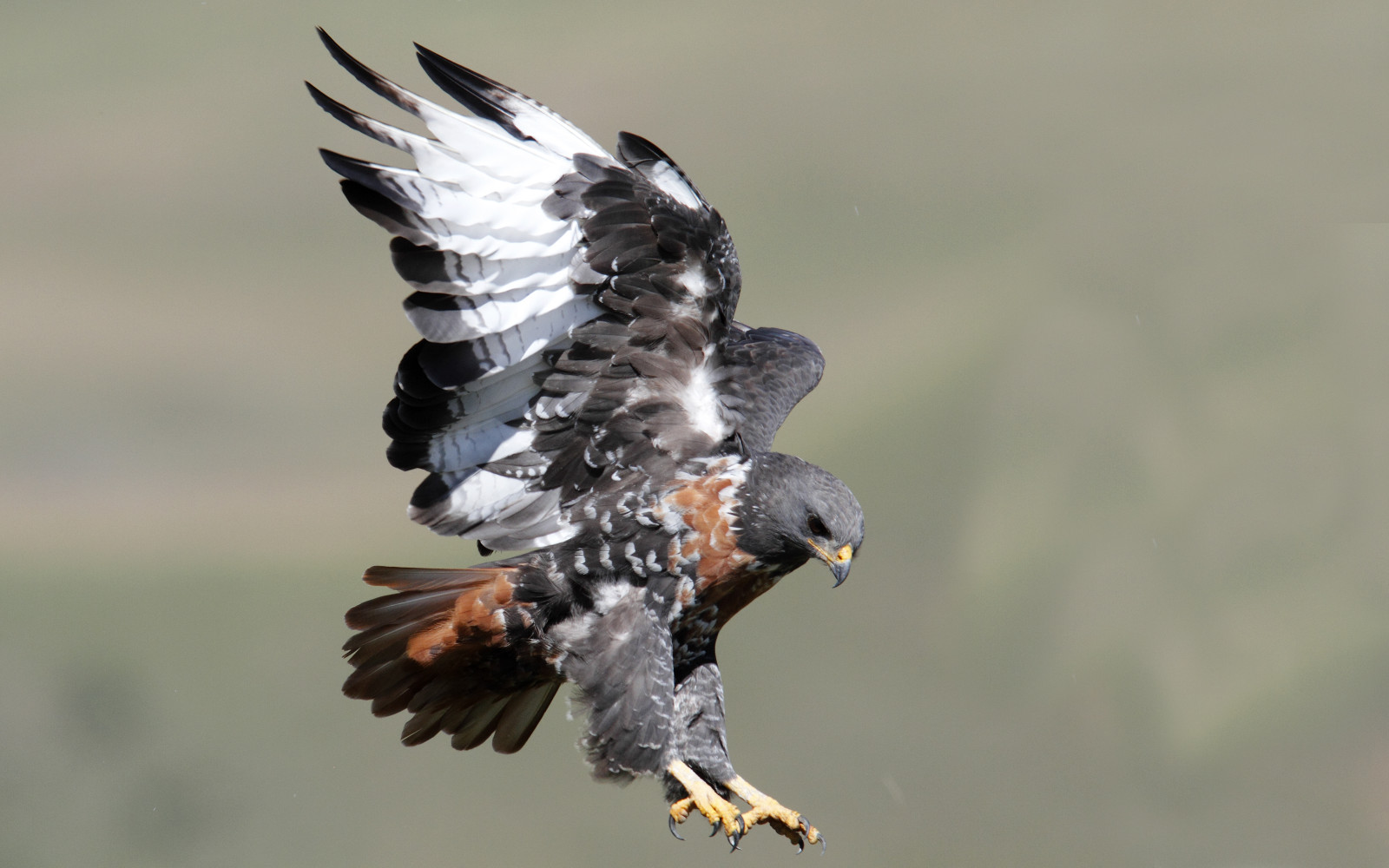 Jackal Buzzard (Buteo rufofuscus) | Birdingplaces