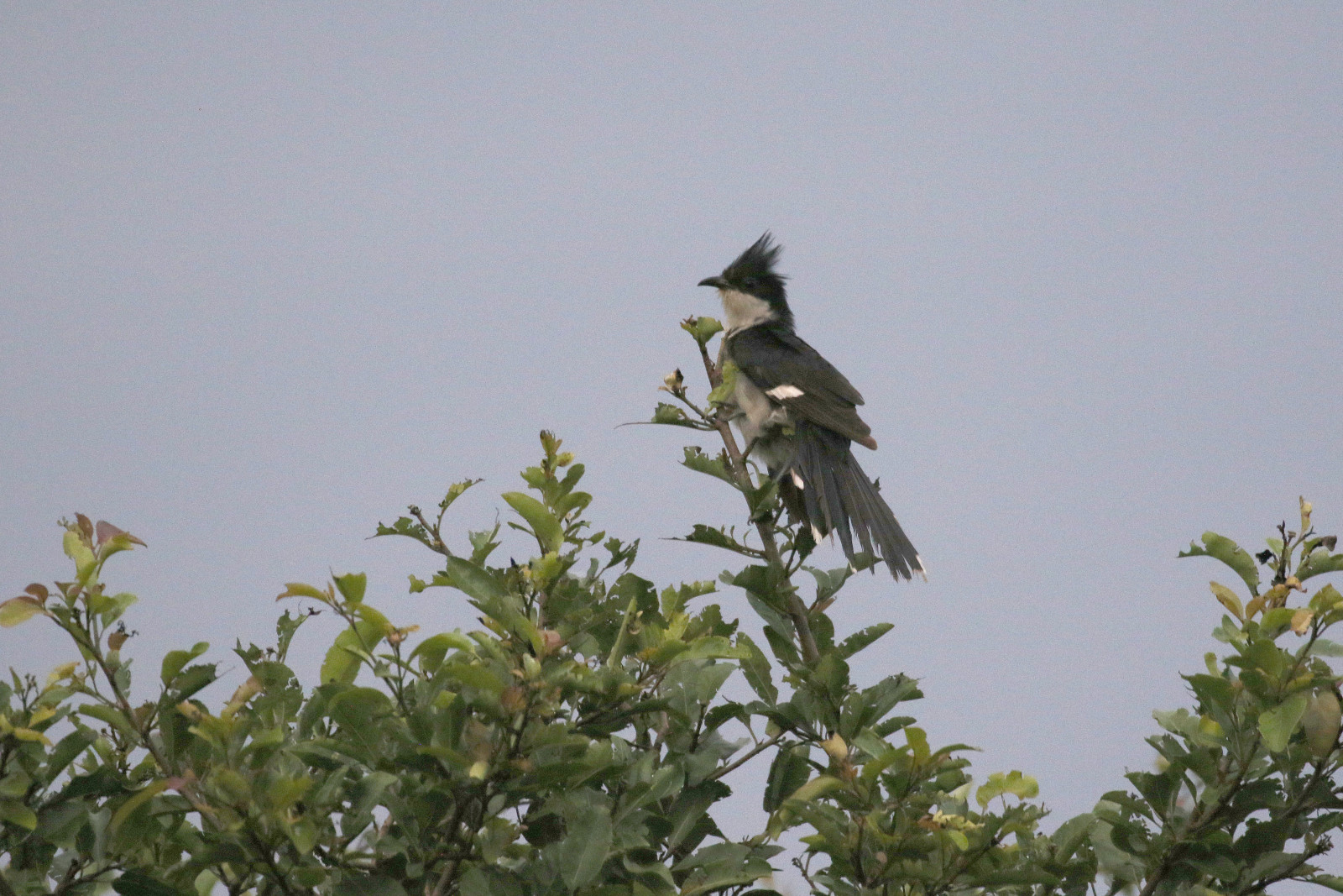 Jacobin Cuckoo (Clamator jacobinus) | Birdingplaces