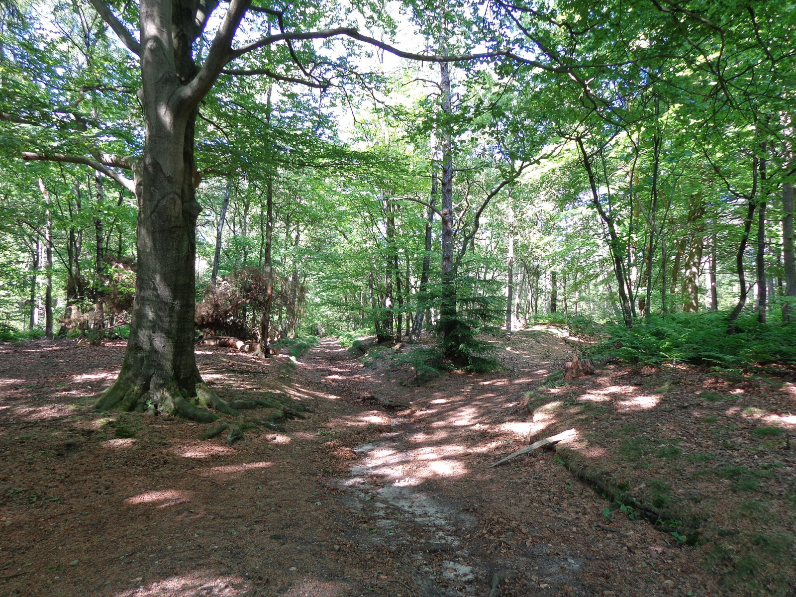 Kaapse Bossen | Birdingplaces