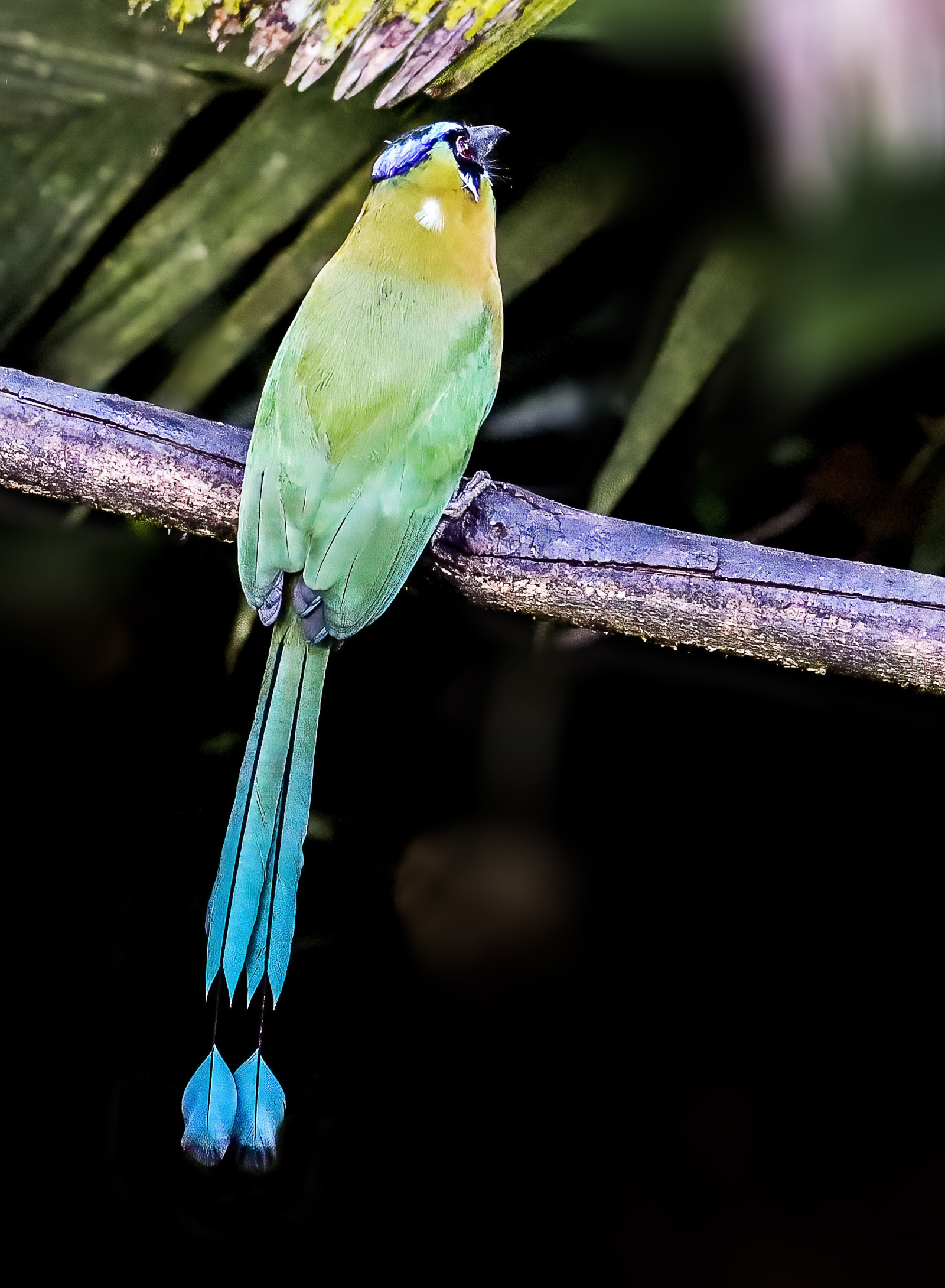 Lesson's Motmot (Momotus lessonii) | Birdingplaces