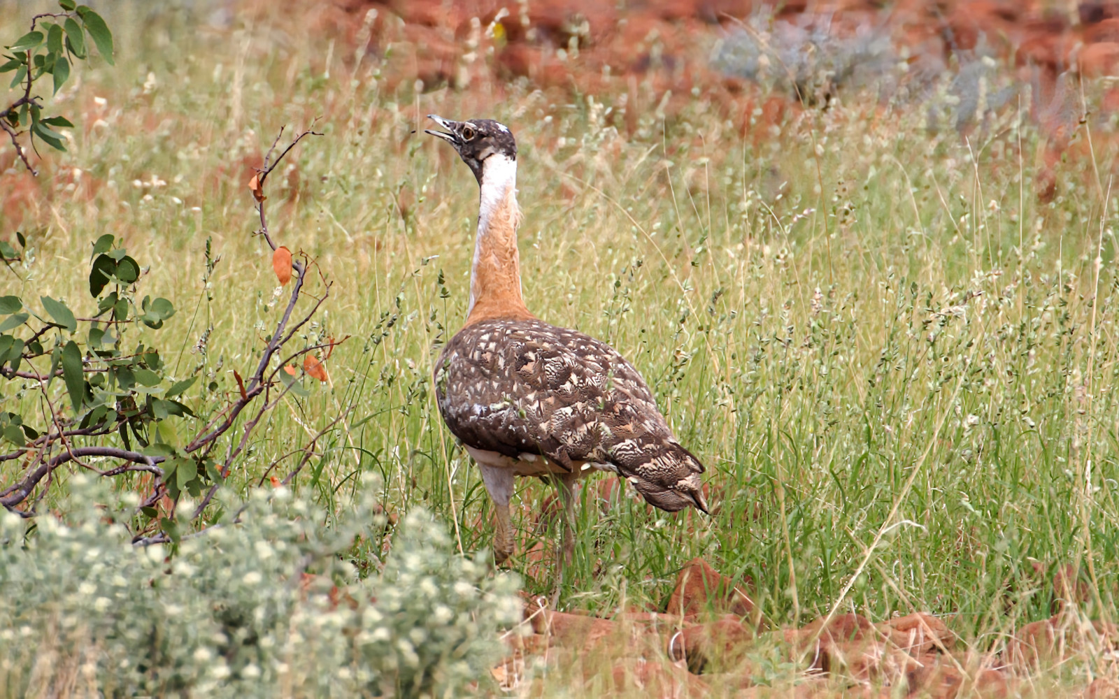 Ludwig's Bustard (Neotis ludwigii) | Birdingplaces