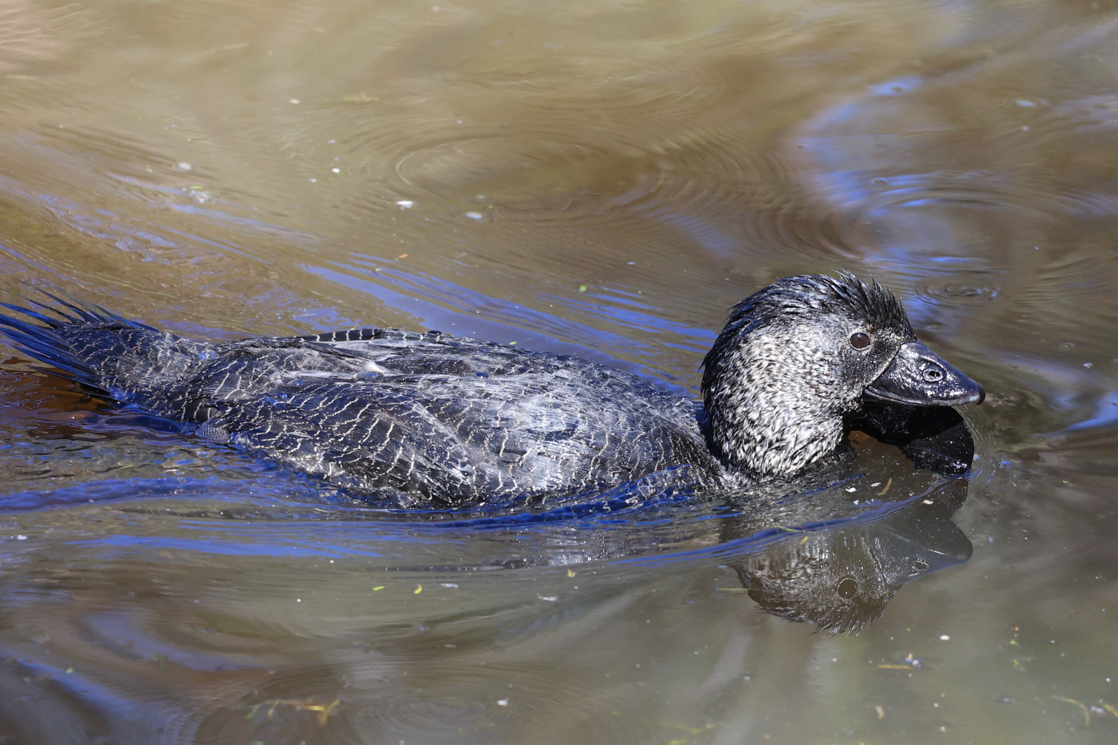 Lake Seppings Bird Walk | Birdingplaces