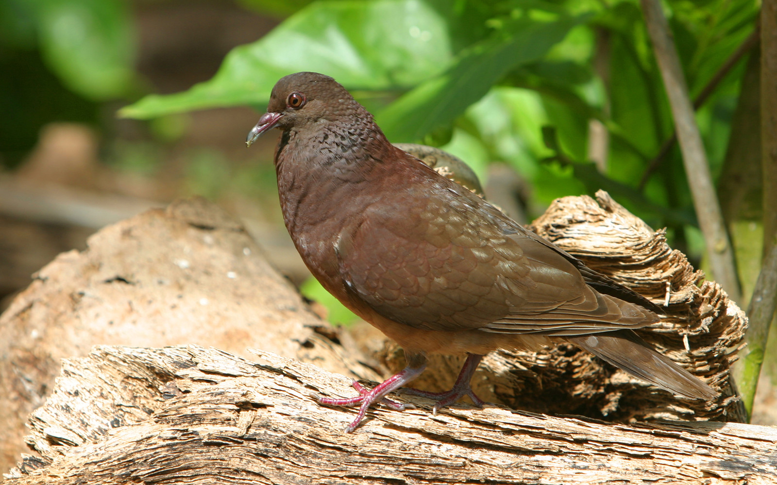 Madagascar Turtle-Dove (Streptopelia picturata) | Birdingplaces
