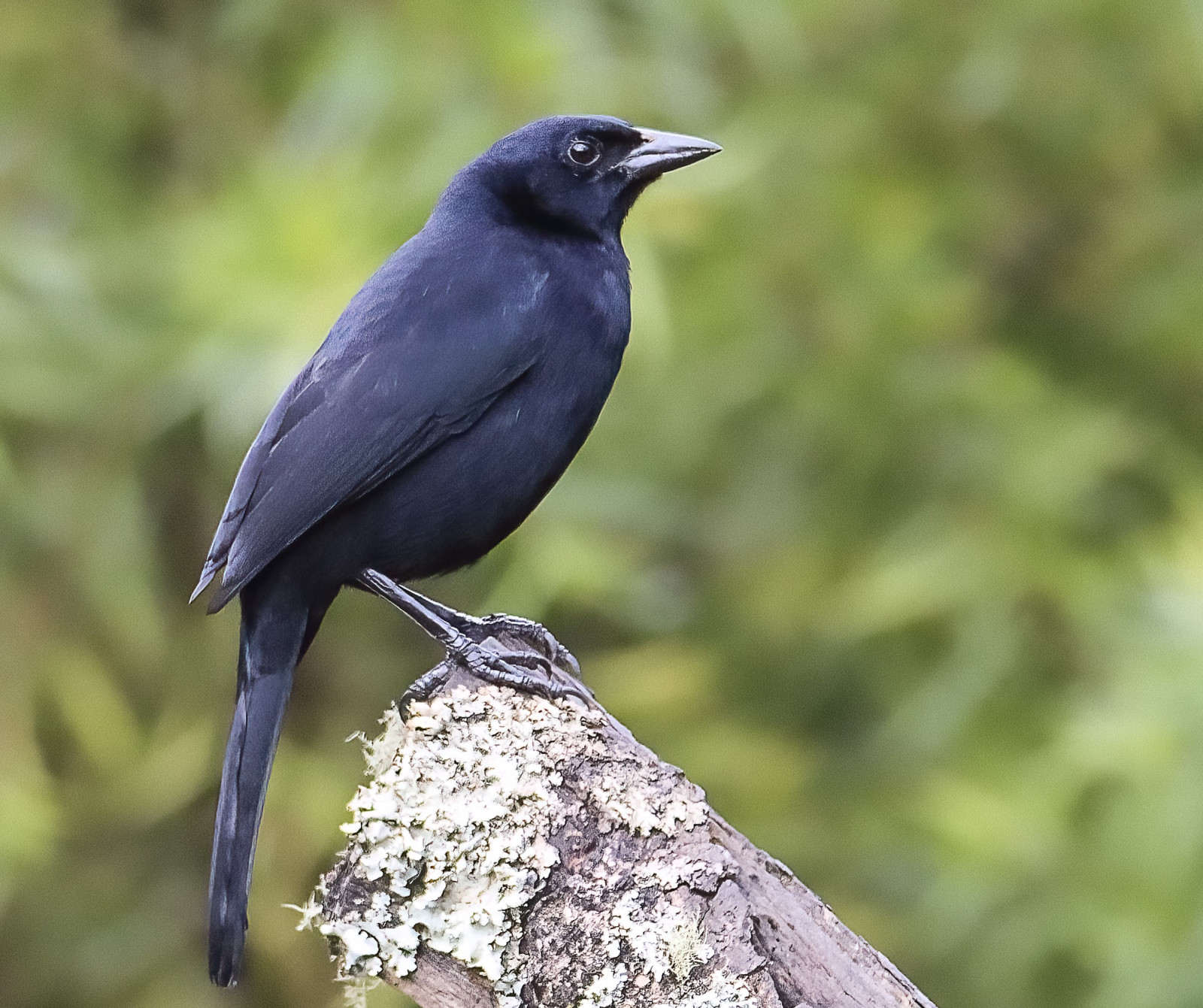 Melodious Blackbird (Dives dives) | Birdingplaces