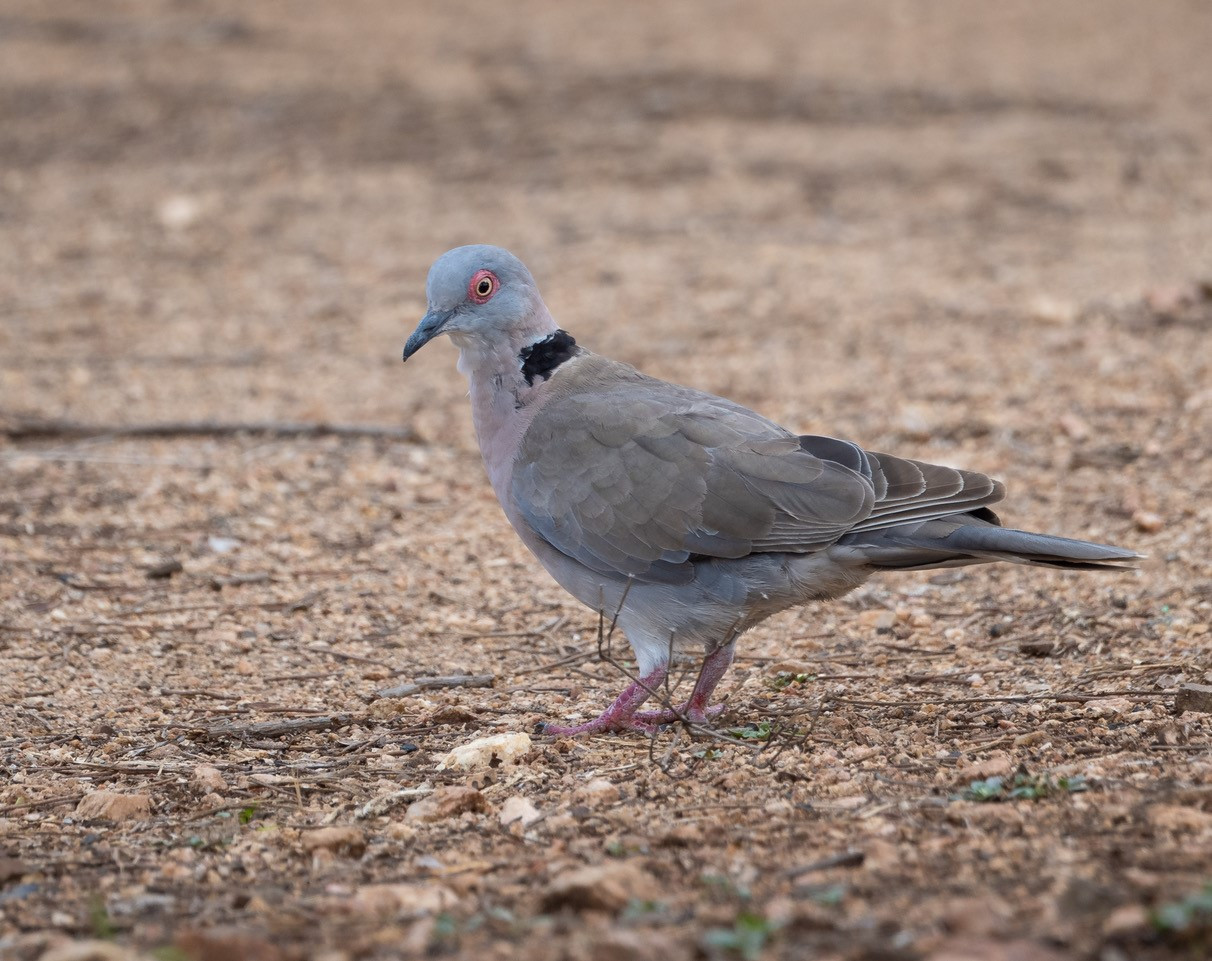 Mourning Collared Dove (Streptopelia decipiens) | Birdingplaces