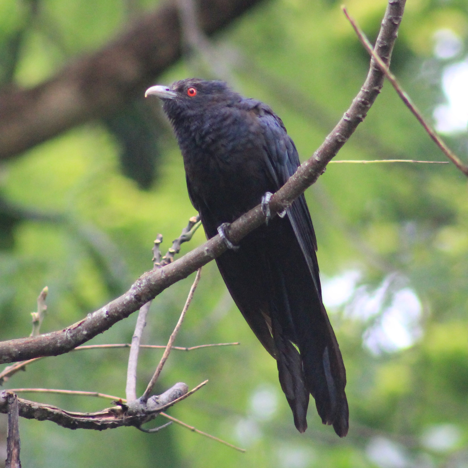 Pacific Koel (Eudynamys orientalis) | Birdingplaces