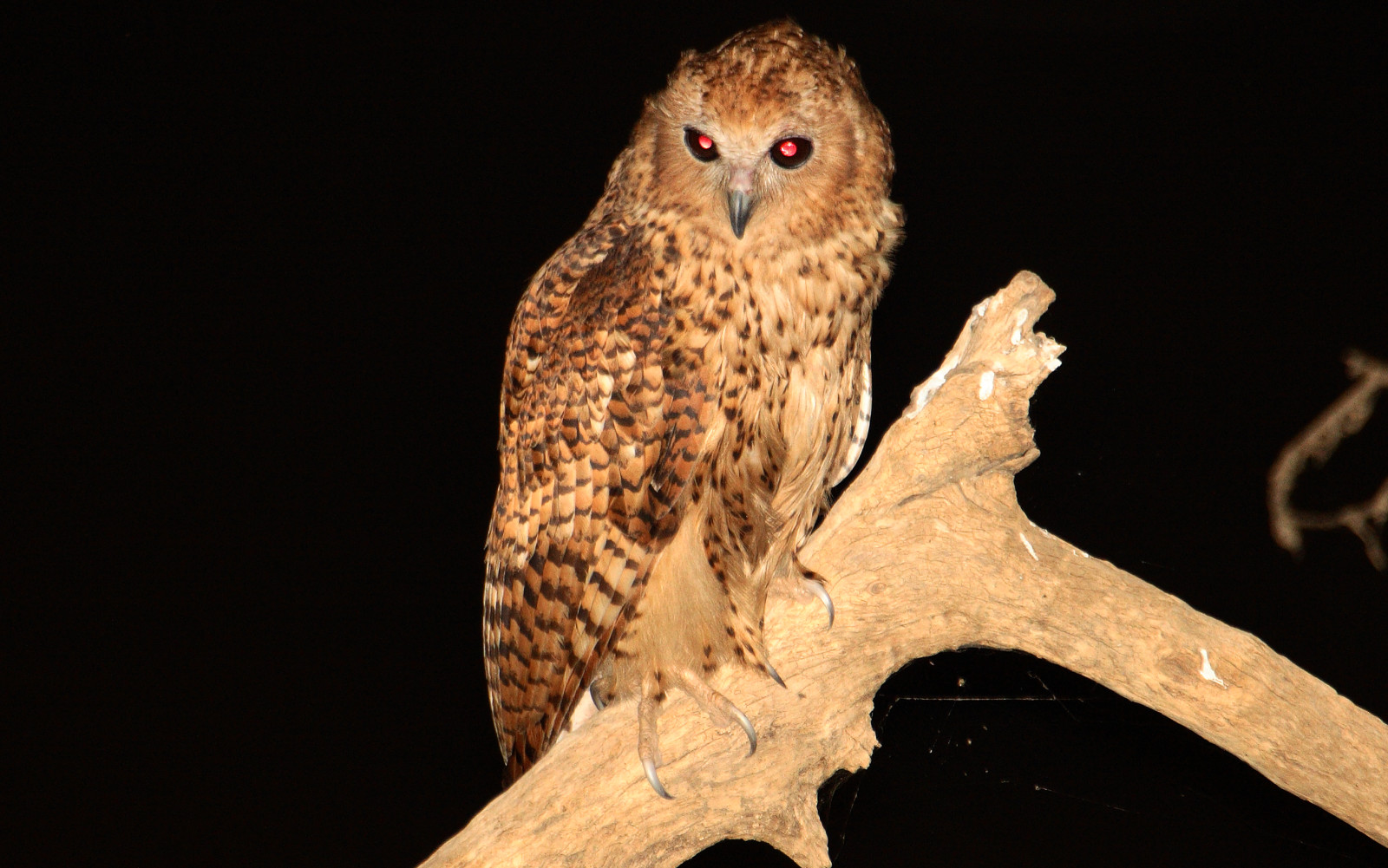Pel's Fishing-Owl (Scotopelia peli) | Birdingplaces