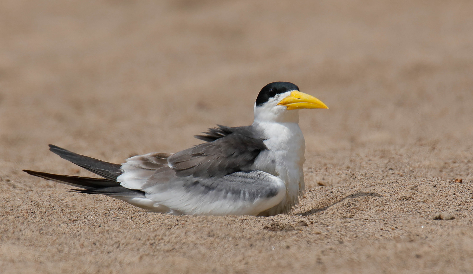 Large-billed Tern (Phaetusa simplex) | Birdingplaces