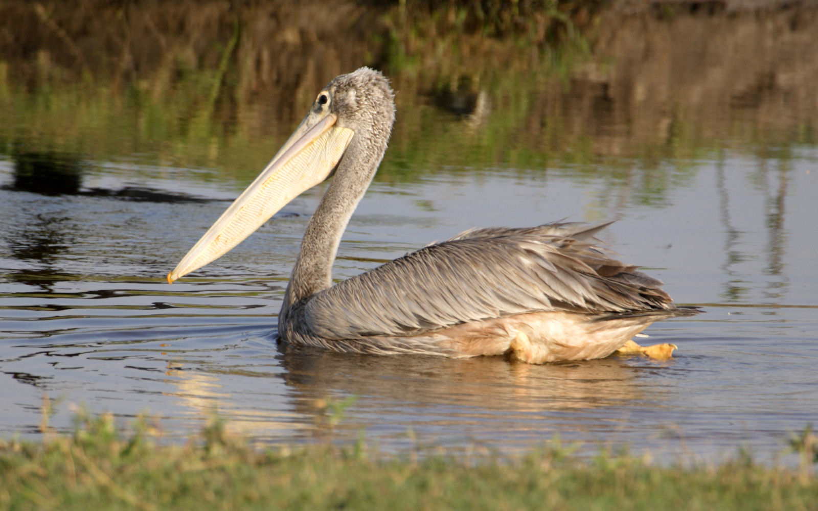 Pink-backed Pelican (Pelecanus rufescens) | Birdingplaces