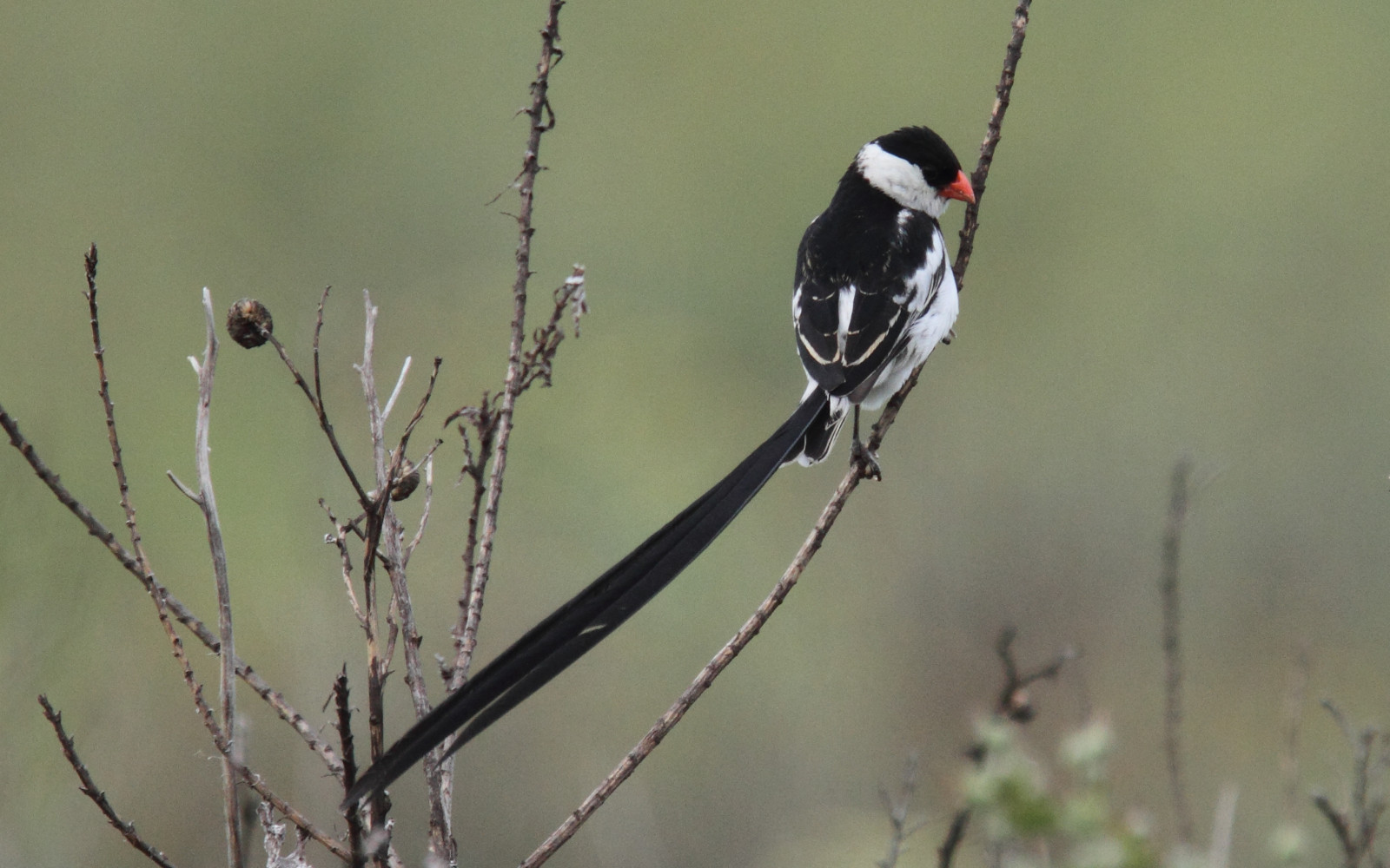 Pin-tailed Whydah (Vidua macroura) | Birdingplaces
