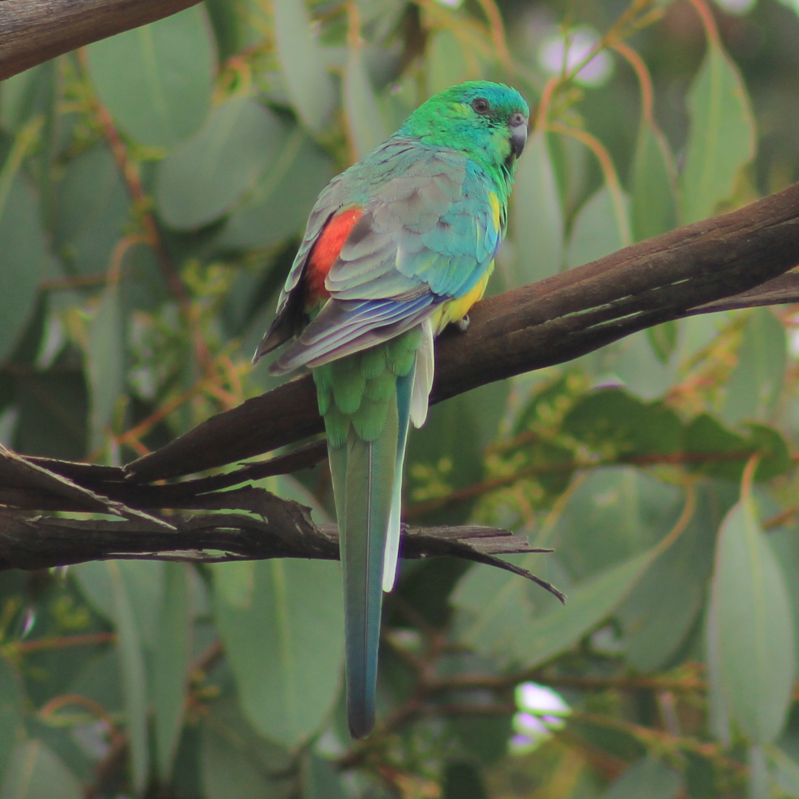 Red-rumped Parrot (Psephotus haematonotus) | Birdingplaces
