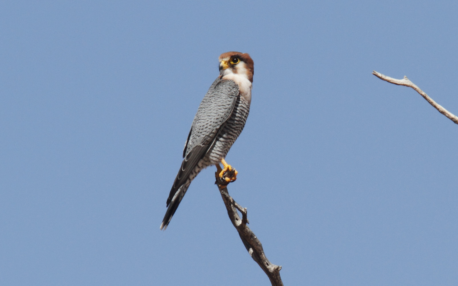 Red-necked Falcon (Falco chicquera) | Birdingplaces