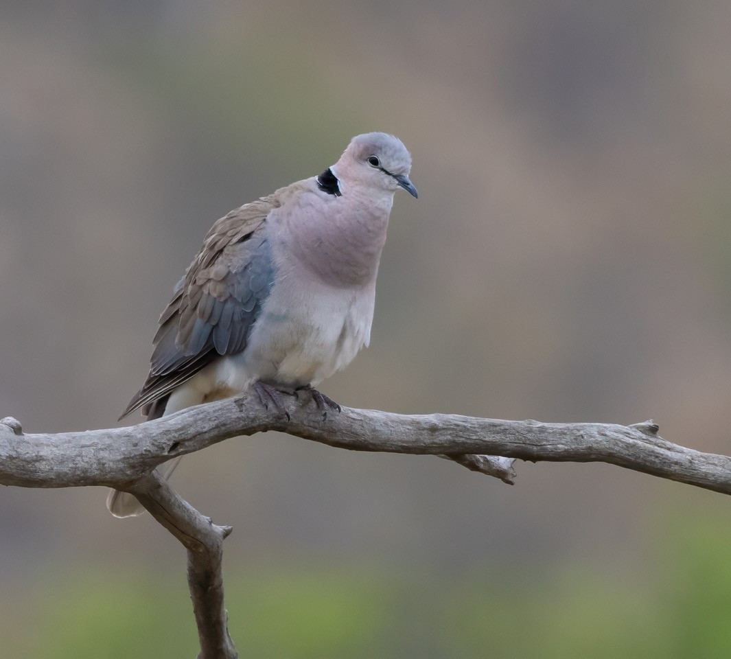 Ring-necked Dove (Streptopelia capicola) | Birdingplaces