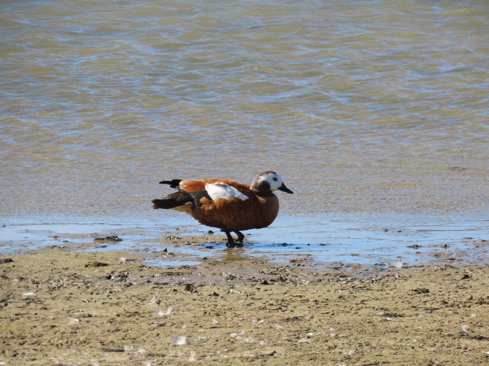 South African Shelduck (Tadorna cana) | Birdingplaces