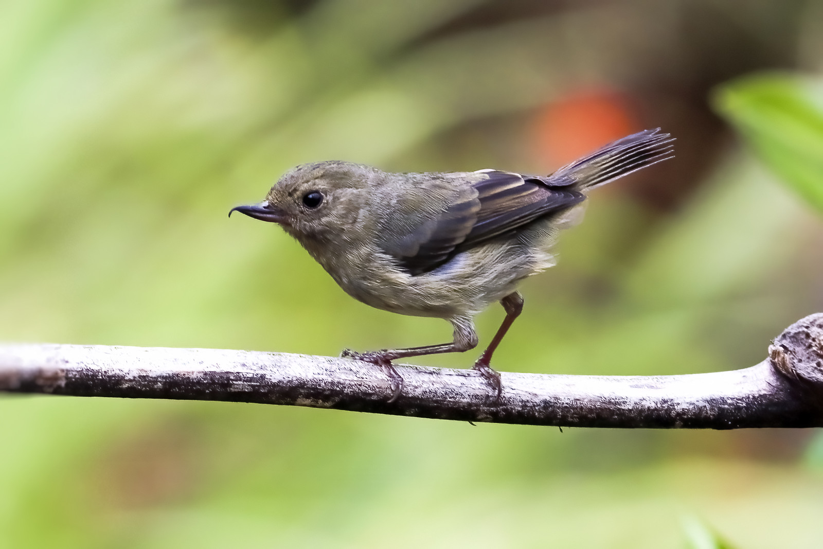 Slaty Flowerpiercer (Diglossa plumbea) | Birdingplaces