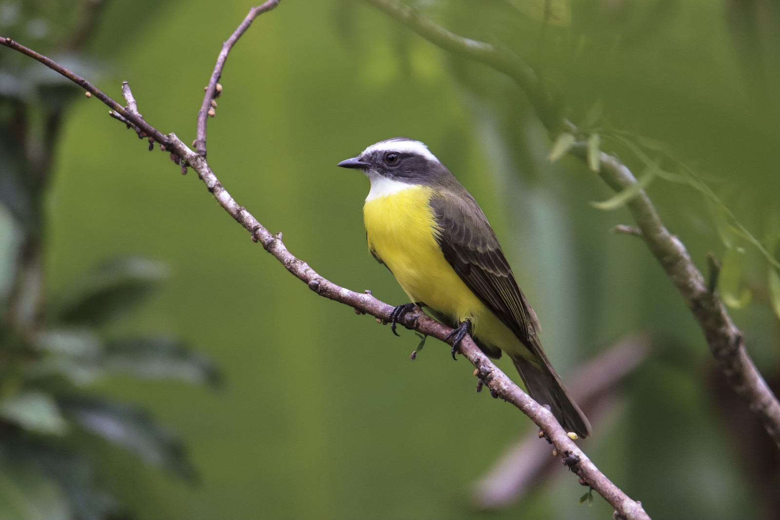 Social Flycatcher (Myiozetetes similis) | Birdingplaces