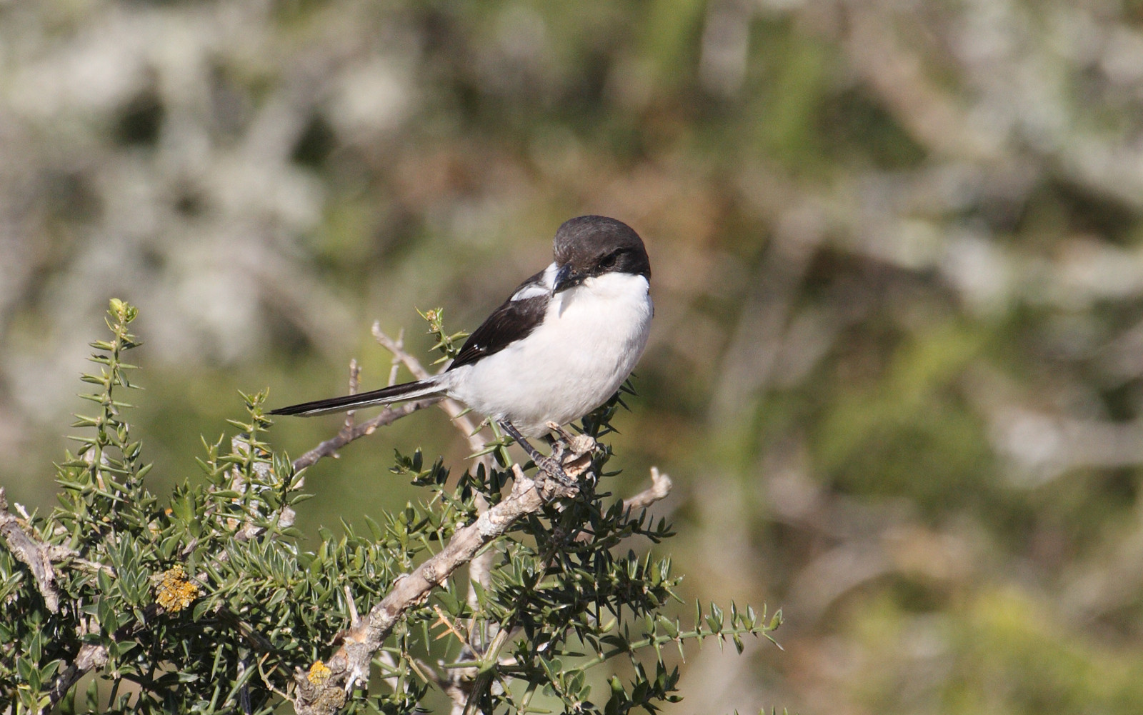 Southern Fiscal (Lanius collaris) | Birdingplaces