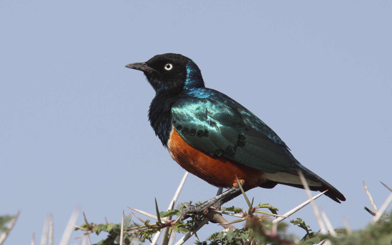 Superb Starling (Lamprotornis superbus) | Birdingplaces