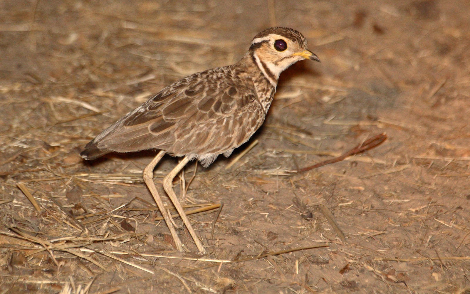 Three-banded Courser (Rhinoptilus cinctus) | Birdingplaces