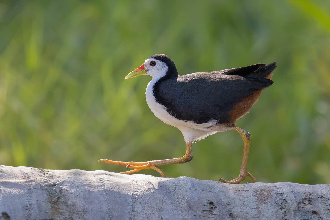 White-breasted Waterhen (Amaurornis phoenicurus) | Birdingplaces