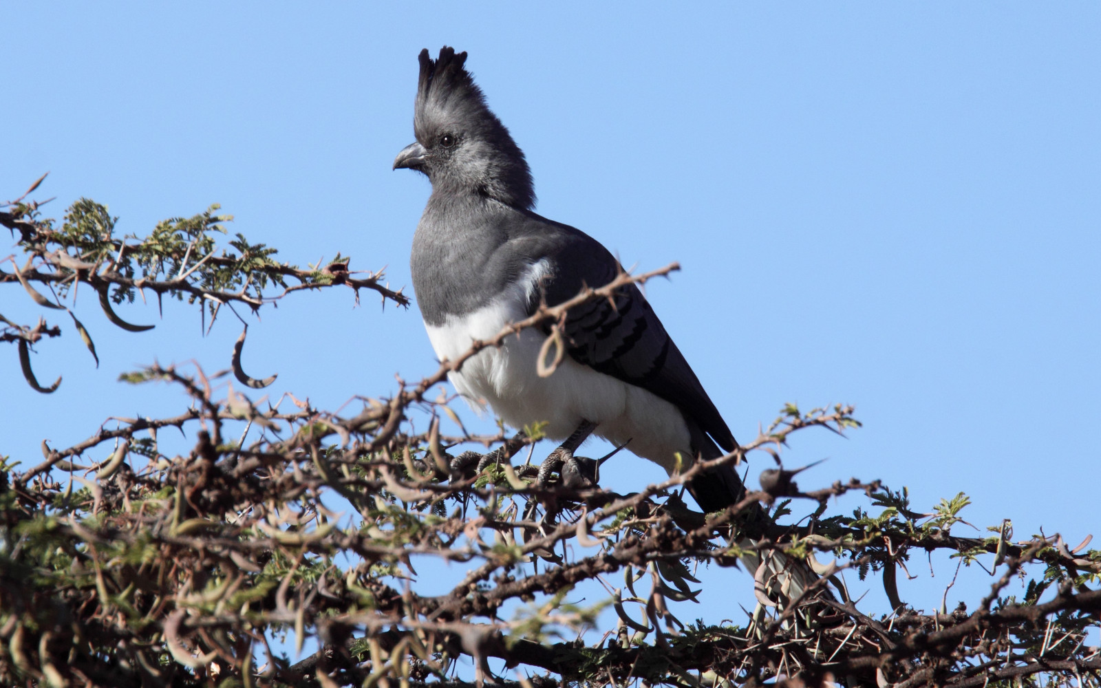 White-bellied Go-away-bird (Corythaixoides leucogaster) | Birdingplaces