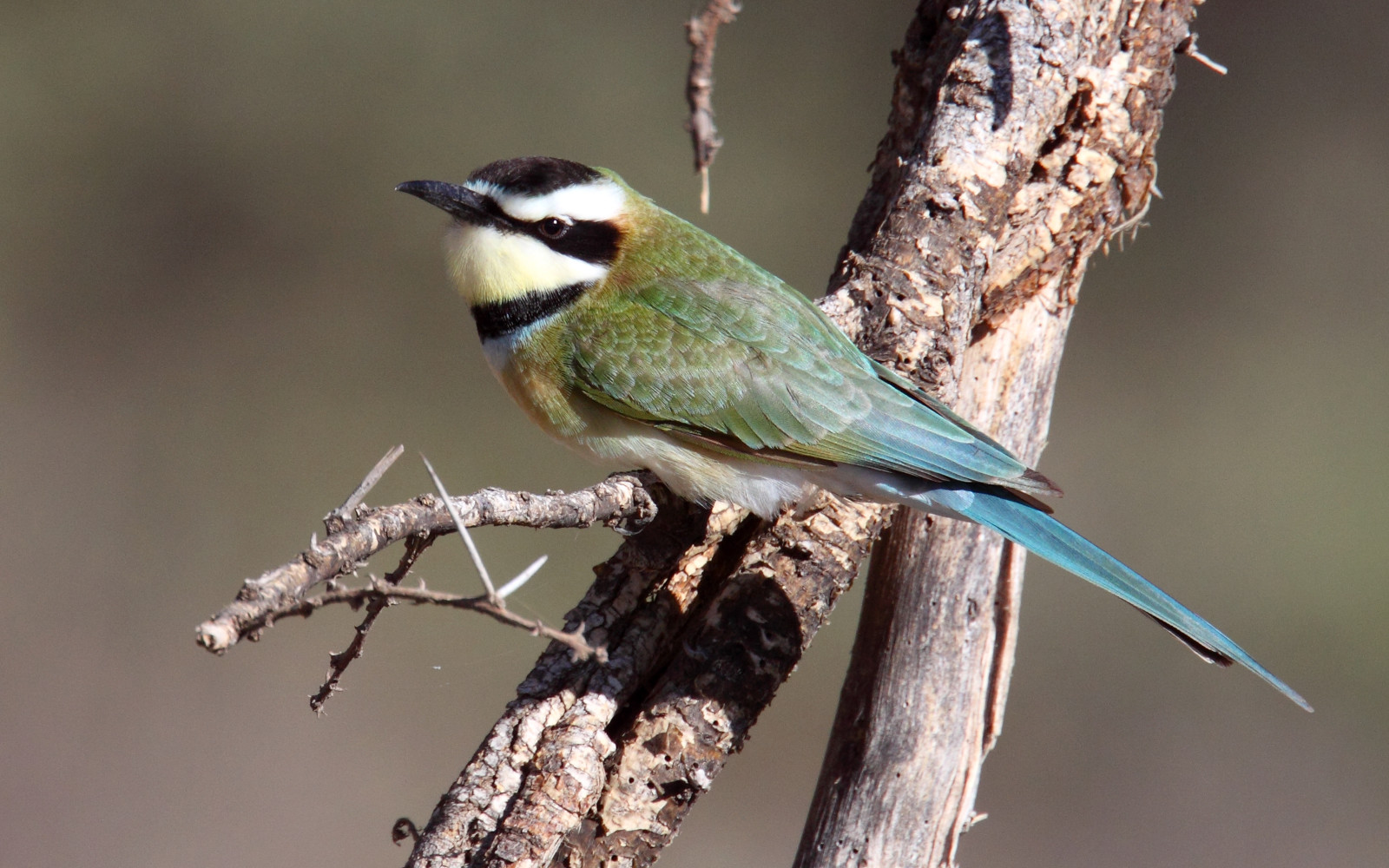 White-throated Bee-eater (Merops albicollis) | Birdingplaces