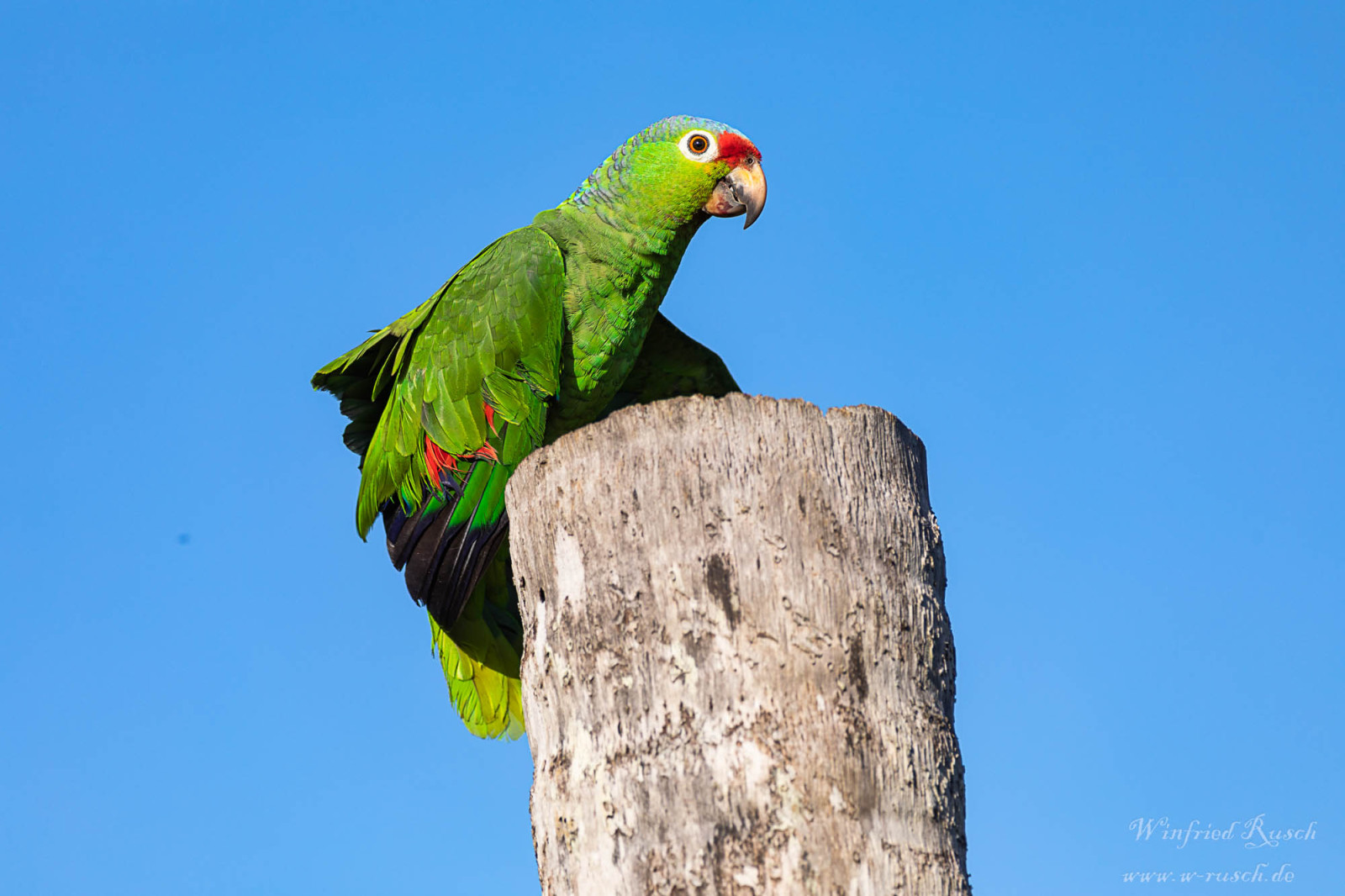 Red-lored Parrot (Amazona autumnalis) | Birdingplaces