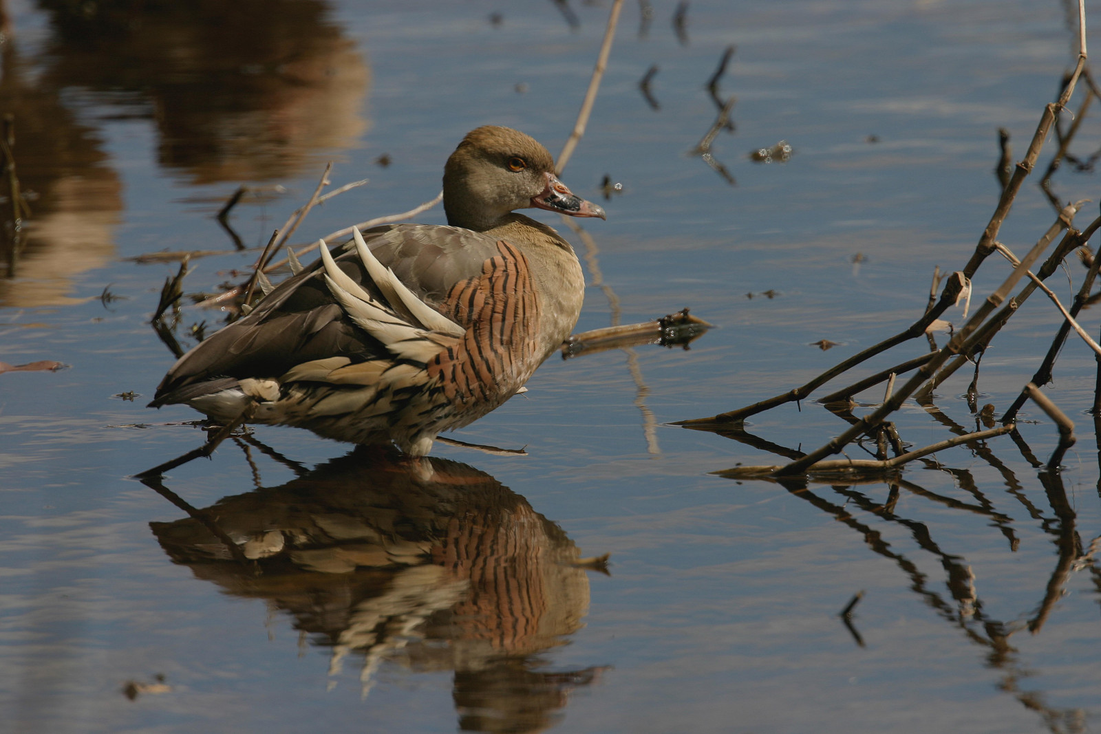 Plumed Whistling-Duck (Dendrocygna eytoni) | Birdingplaces