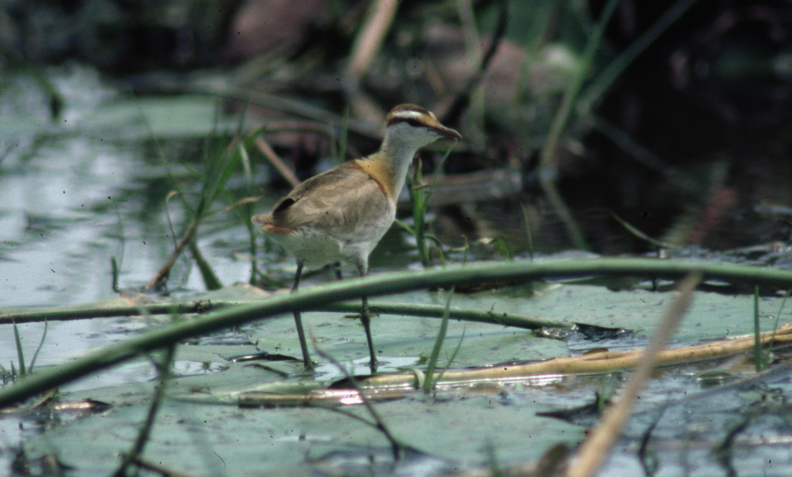 Lesser Jacana (Microparra capensis) | Birdingplaces