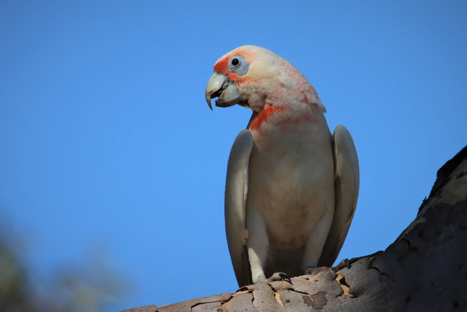 Long-billed Corella (Cacatua tenuirostris) | Birdingplaces