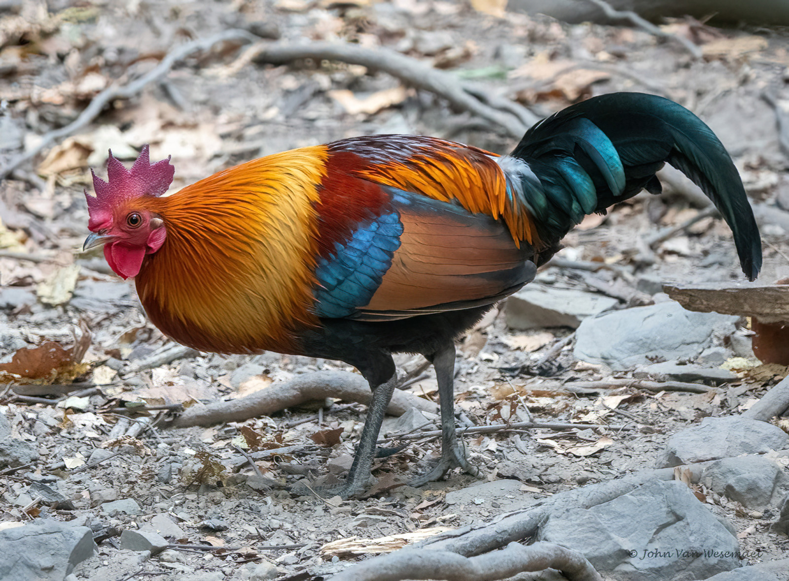 Red Junglefowl (Gallus gallus) | Birdingplaces