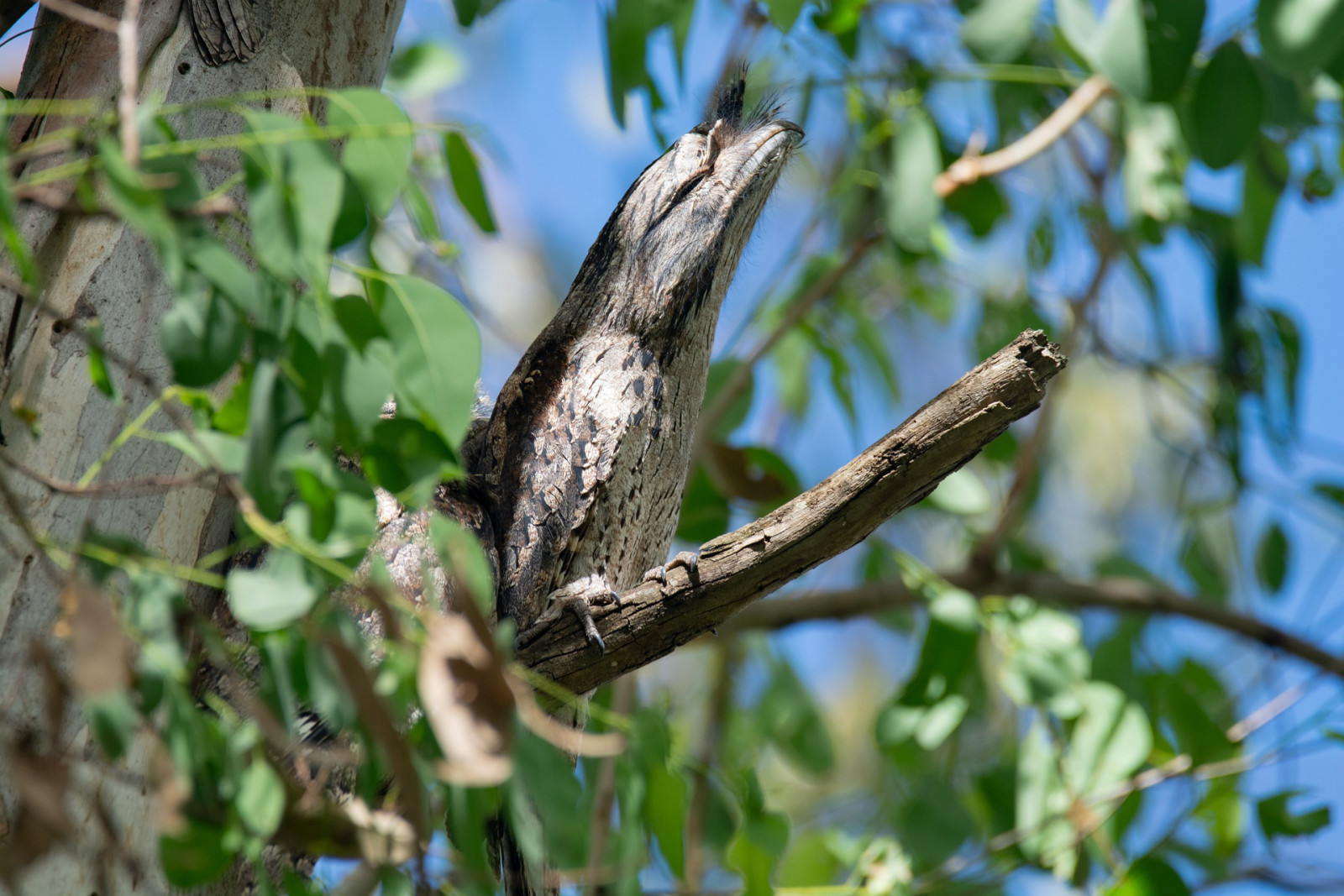 Tawny Frogmouth (Podargus strigoides) | Birdingplaces