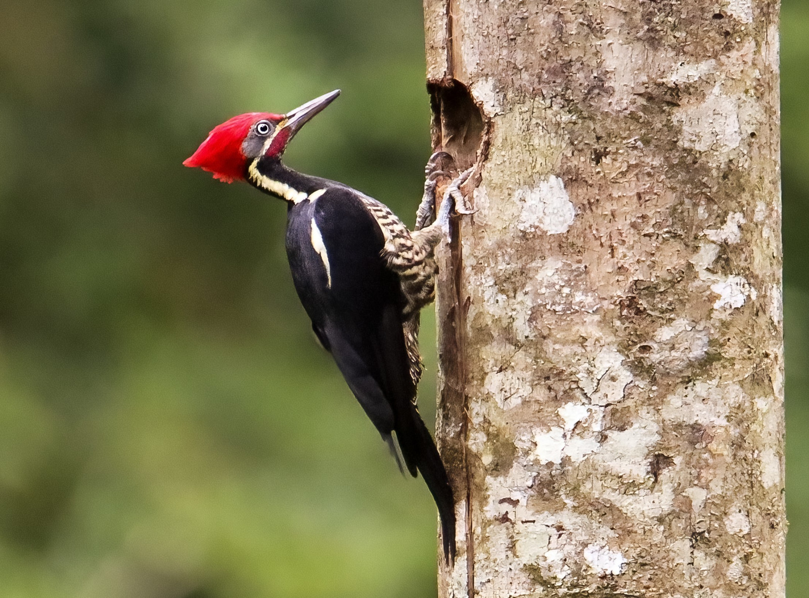 Lineated Woodpecker (Dryocopus lineatus) | Birdingplaces