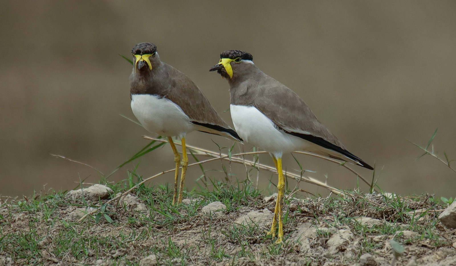 Yellow-wattled Lapwing (Vanellus malabaricus) | Birdingplaces
