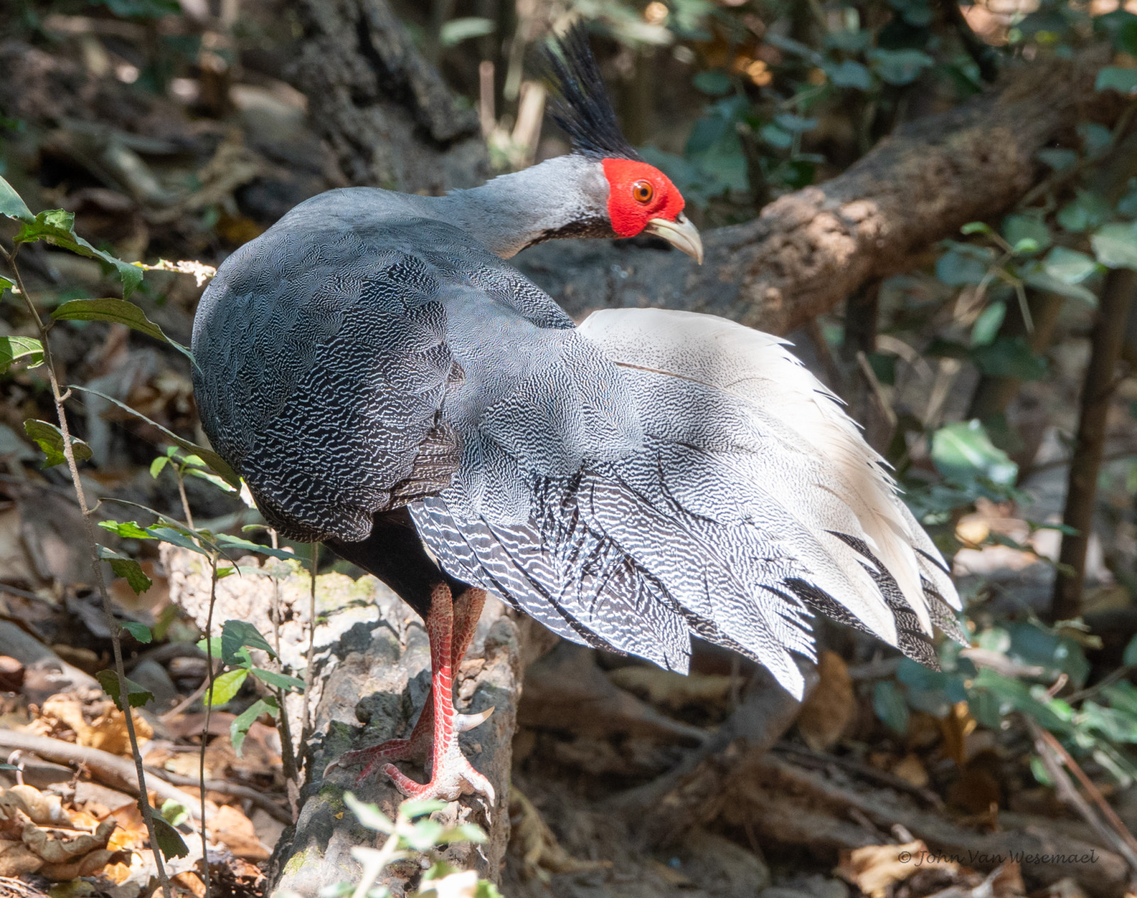 Kalij Pheasant (Lophura leucomelanos) | Birdingplaces