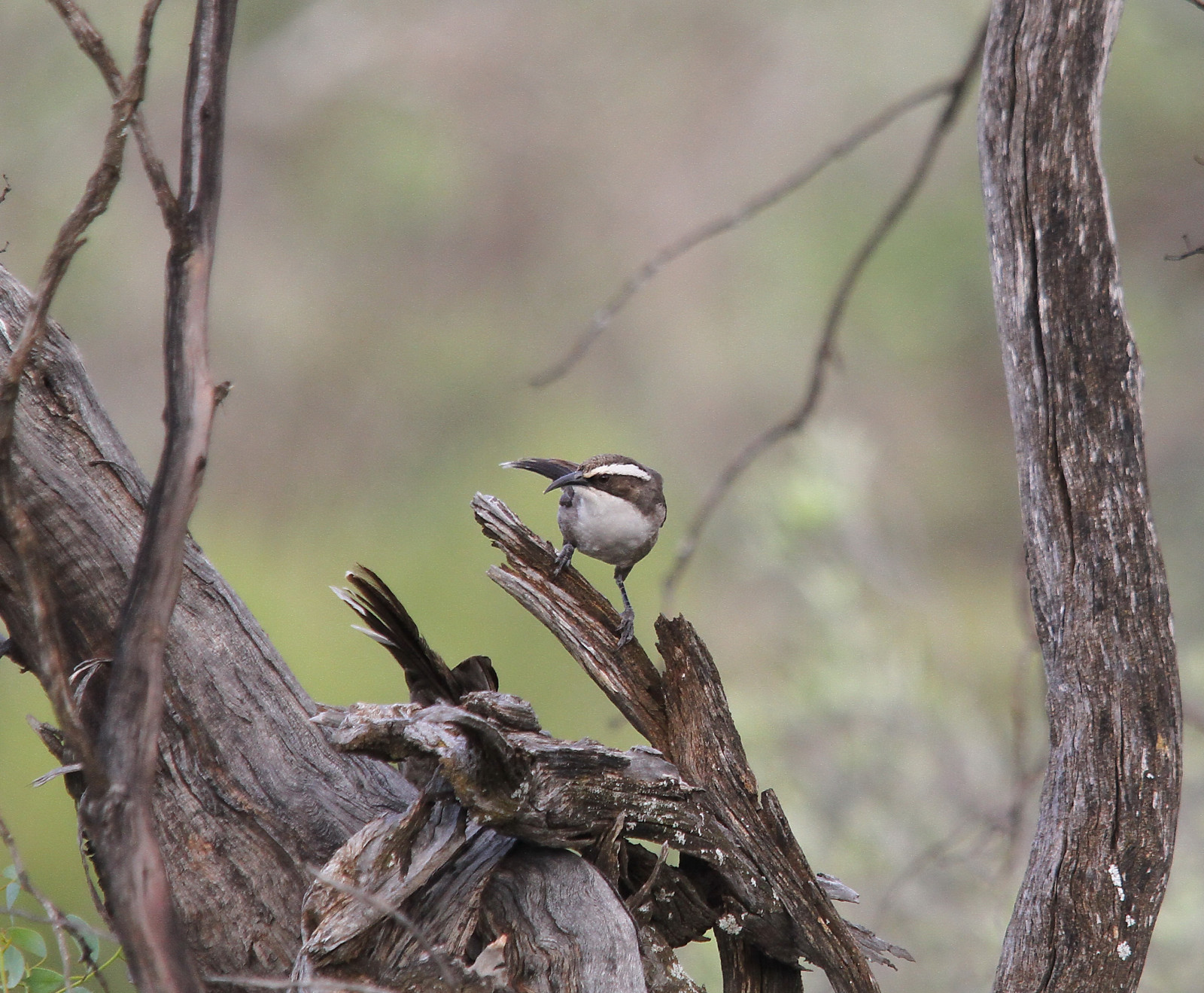 Gunbower State Forest | Birdingplaces