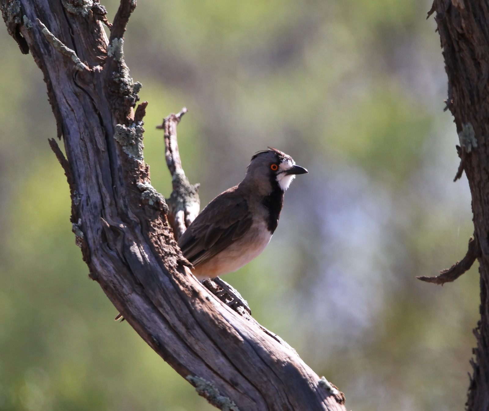 Crested Bellbird (Oreoica gutturalis) | Birdingplaces