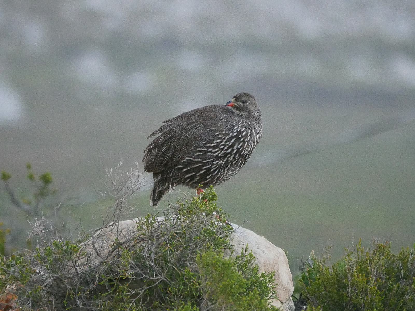 Cape Spurfowl (Pternistis capensis) | Birdingplaces